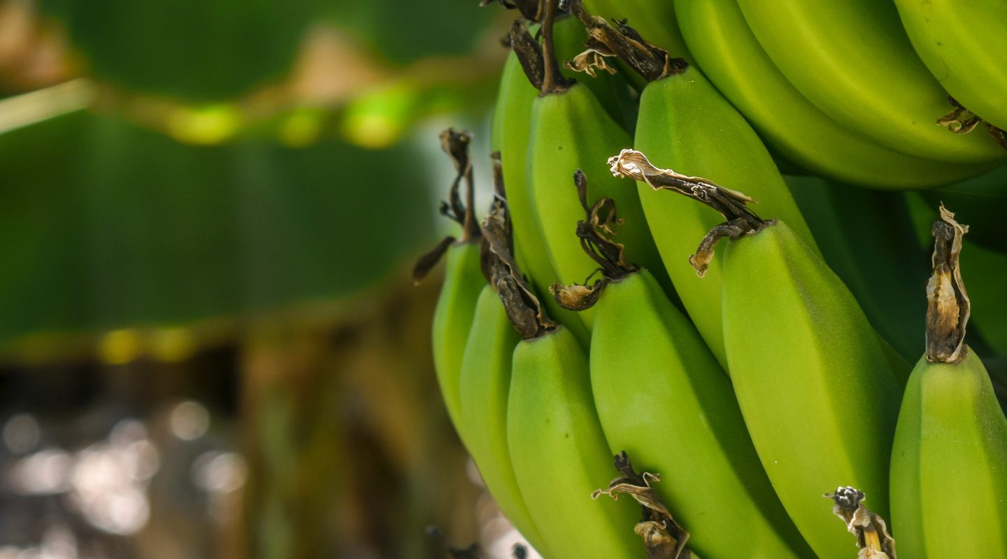 Sustainability Initiative Fruit and Vegetables - IDH - the sustainable ...