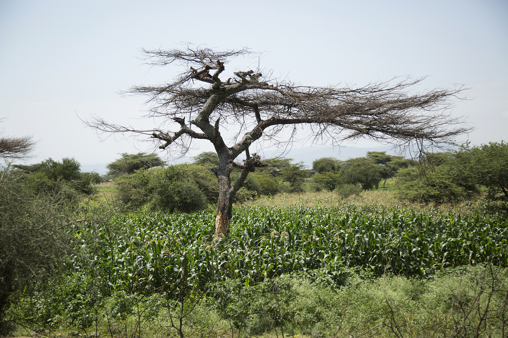 Landscapes - IDH - the sustainable trade initiative