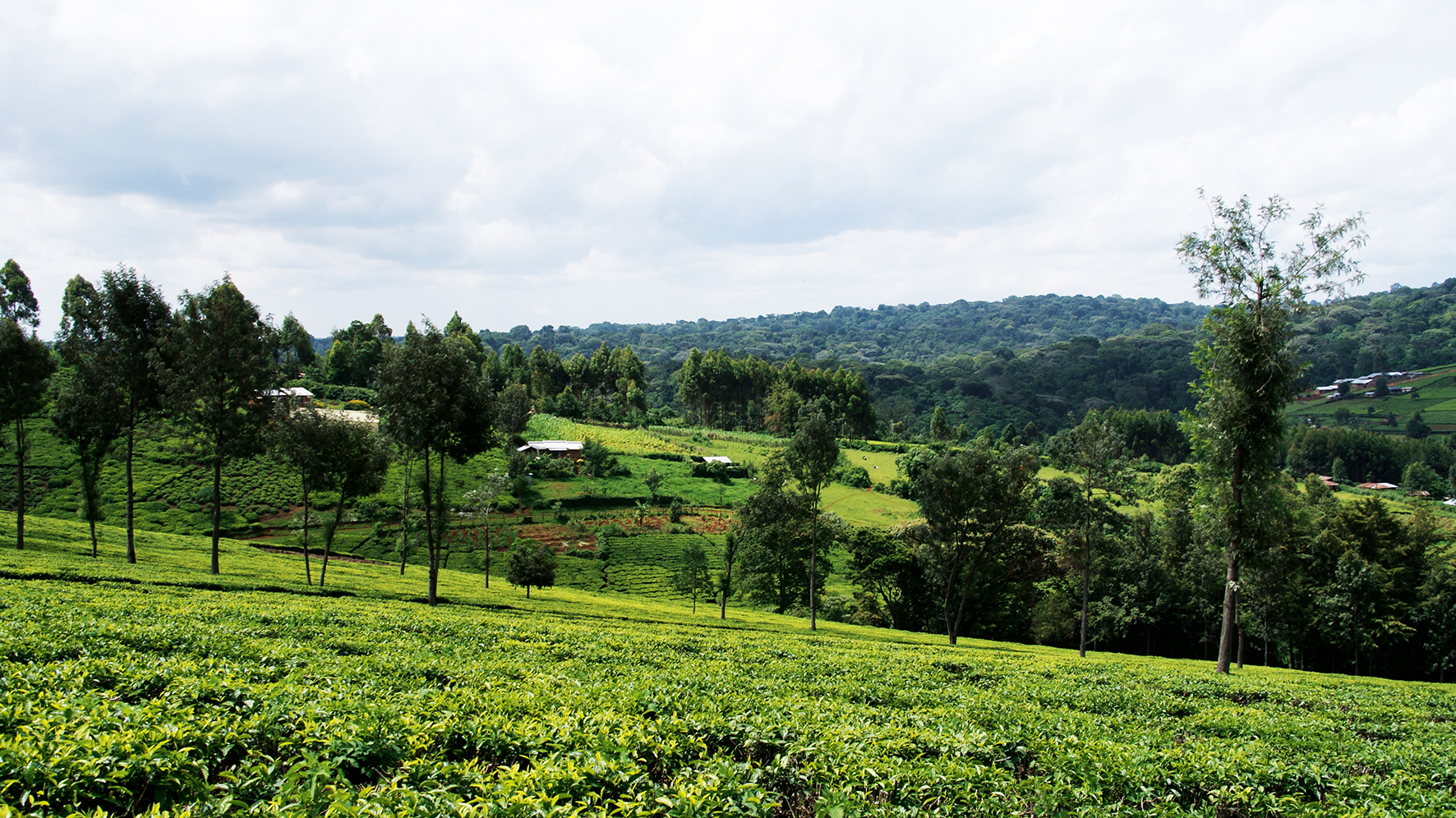South West Mau Forest, Kenya - IDH - the sustainable trade initiative