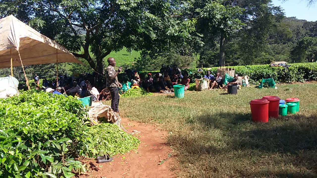 Malawi Tea 2020 makes steady progress - IDH - the Sustainable Trade ...