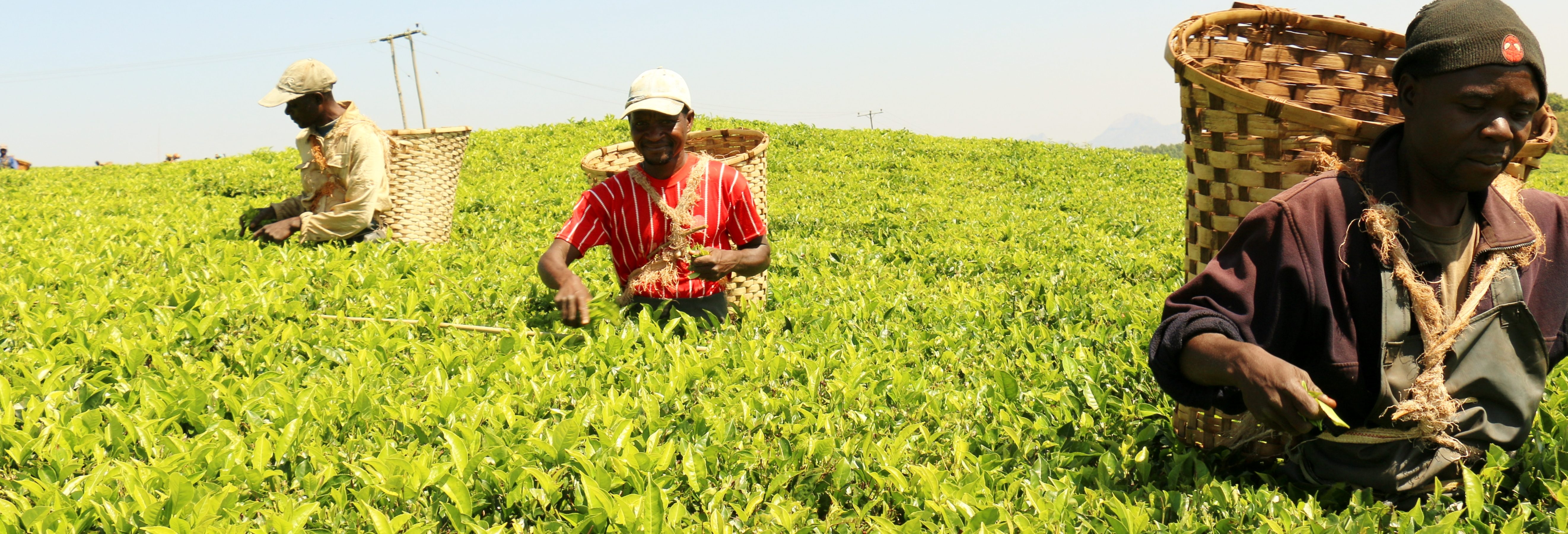 Malawi Tea Progamme - LW - IDH - the Sustainable Trade Initiative