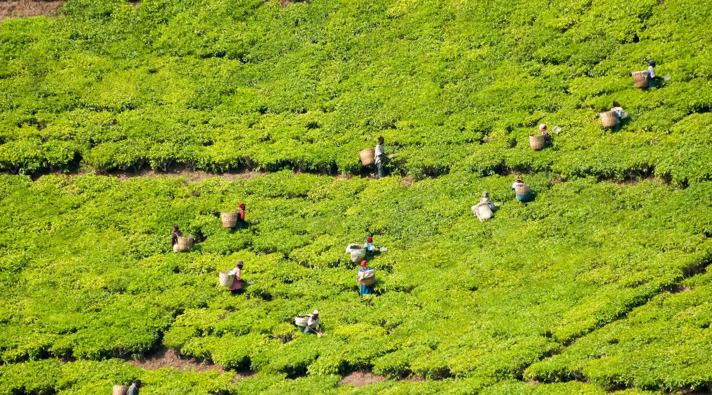 Seeds of Prosperity Programme - IDH - the Sustainable Trade Initiative