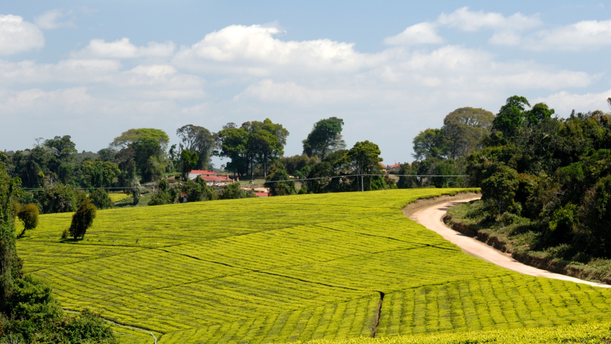 Mufindi Outgrowers Project - IDH - the sustainable trade initiative