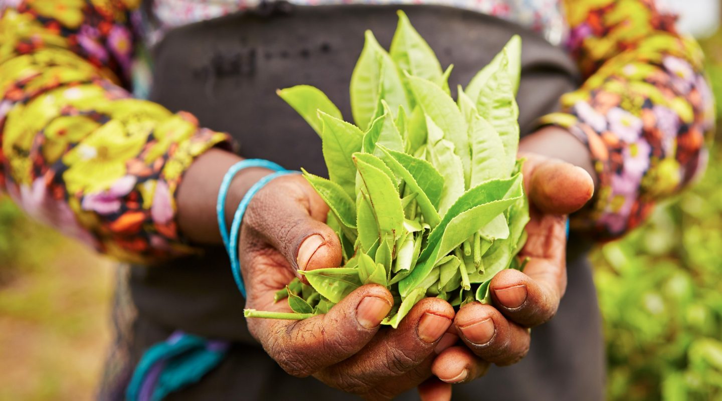 Kenya Tea Program - IDH - the sustainable trade initiative