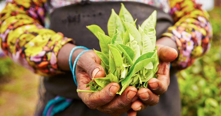 The extra mile for sustainable change in the tea industry - IDH - the ...