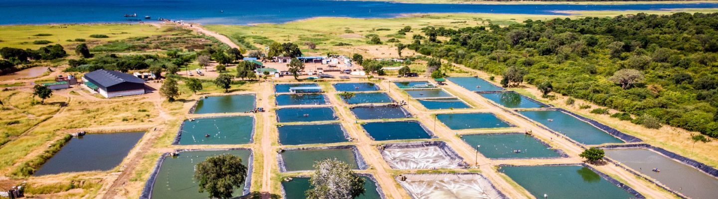 Aquaculture Improvement Project to ASC - IDH - the sustainable trade ...
