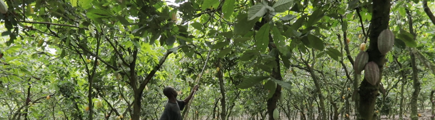 Beyond Chocolate - IDH - the sustainable trade initiative