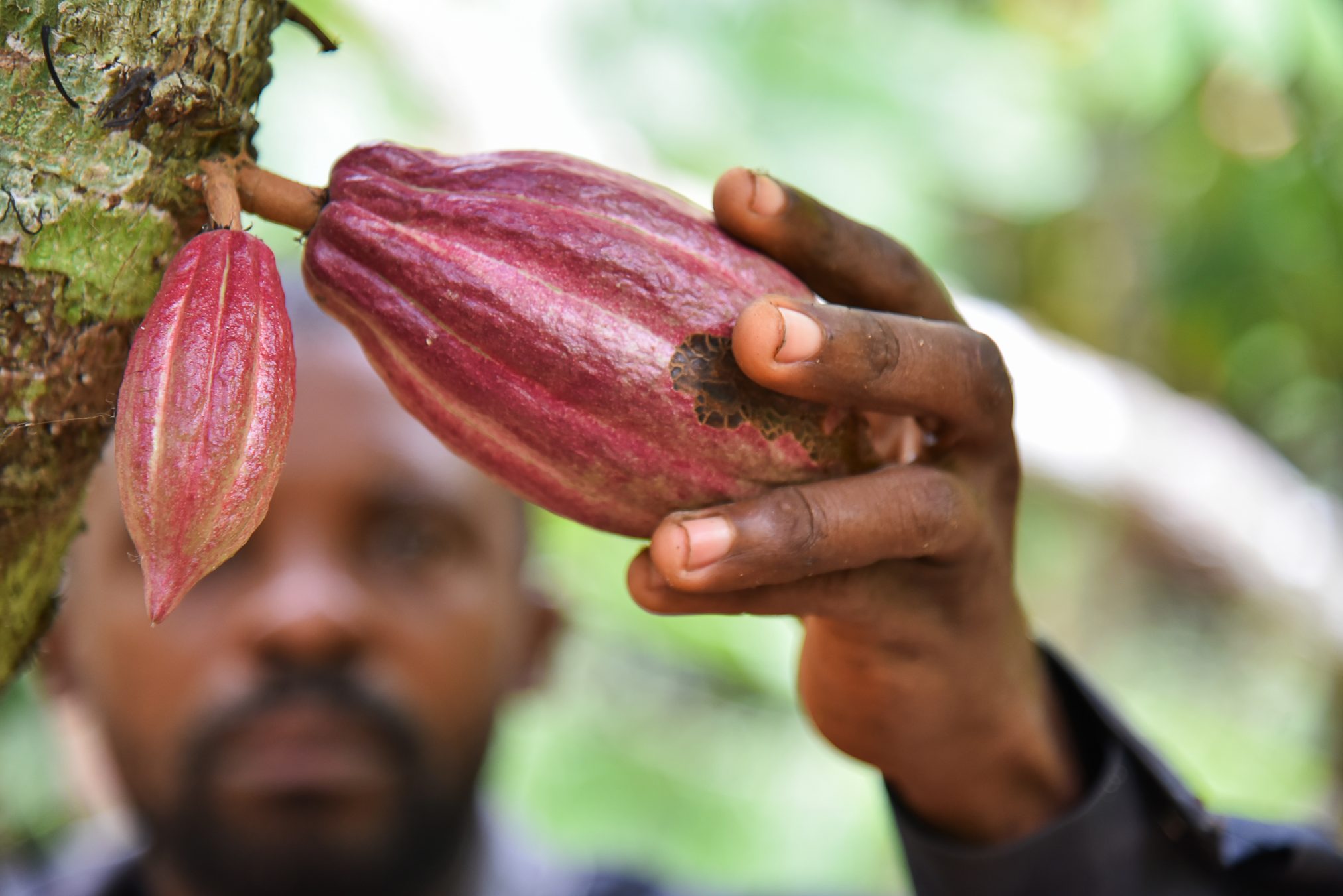 Roadmap to Deforestation-Free Cocoa in Cameroon - IDH - the Sustainable ...