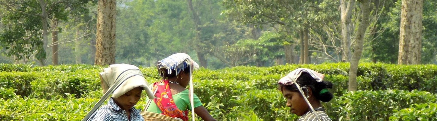 Roadmap 5: Sharing Learnings and Key Insights - IDH - the Sustainable ...