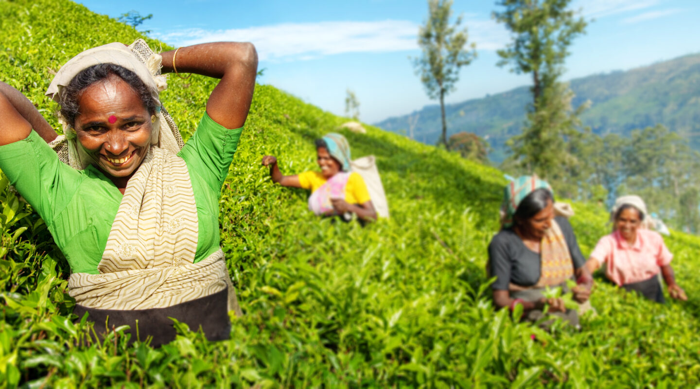 Strengthening the tea value chain in Rwanda - IDH - the Sustainable ...