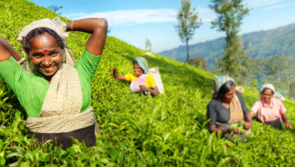 Strengthening the tea value chain in Rwanda - IDH - the Sustainable ...