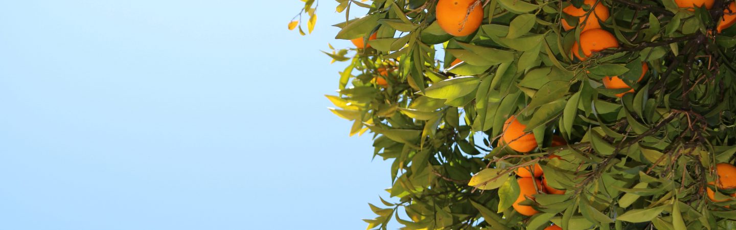 Sustainability Initiative Fruit and Vegetables - IDH - the Sustainable ...