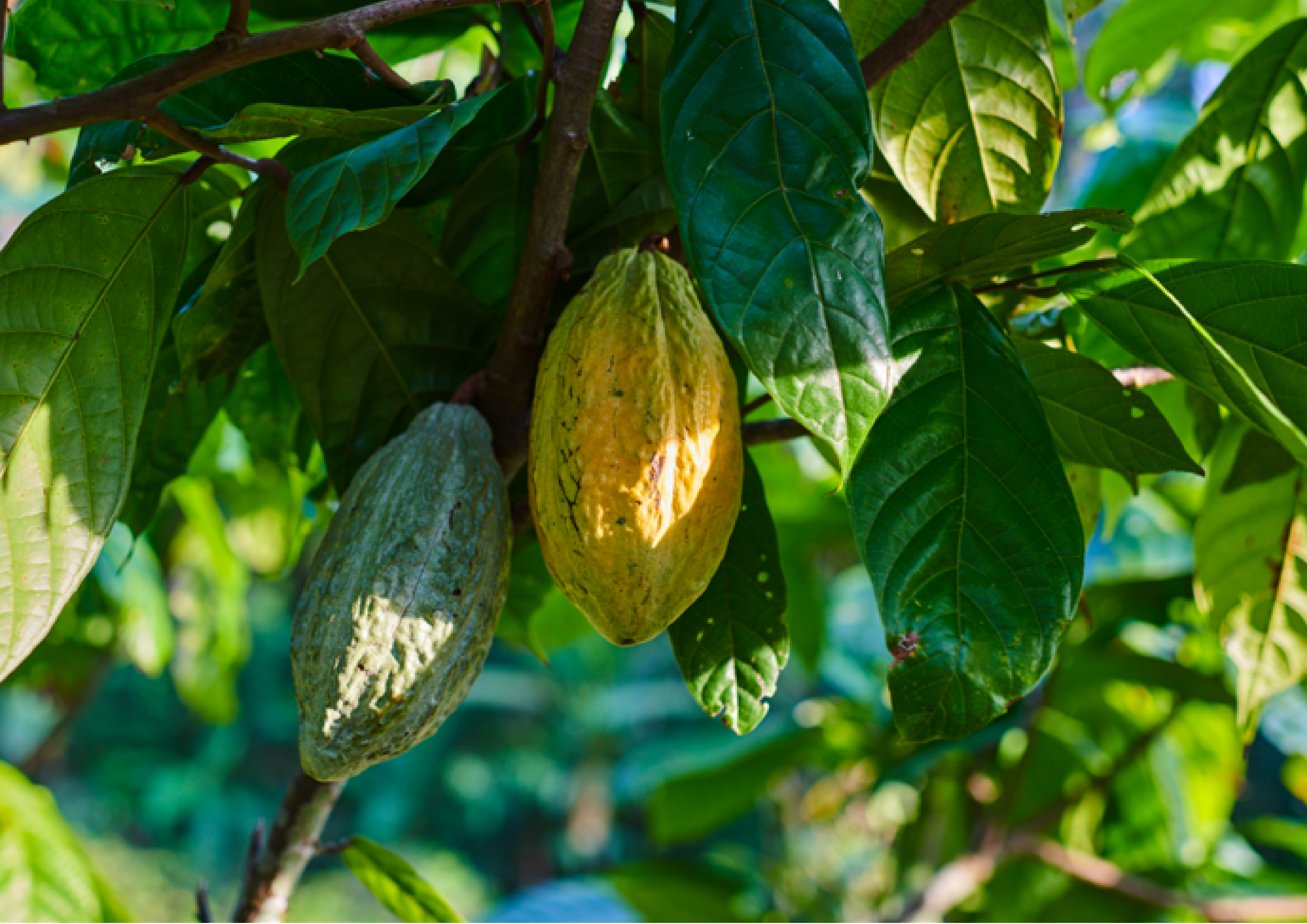 Monitoring & Evaluation - IDH - the Sustainable Trade Initiative