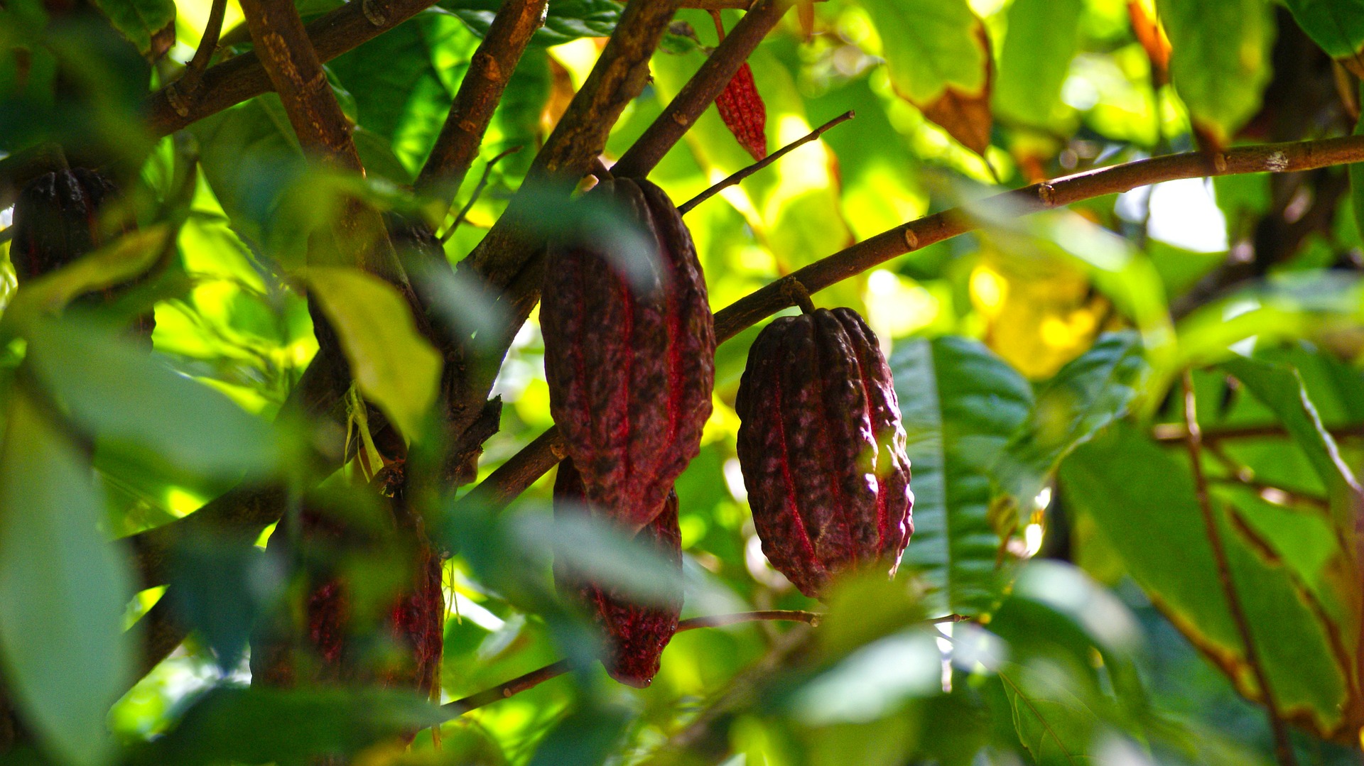 Cocoa & Forests Initiative 2020 Progress Reports - IDH - the ...