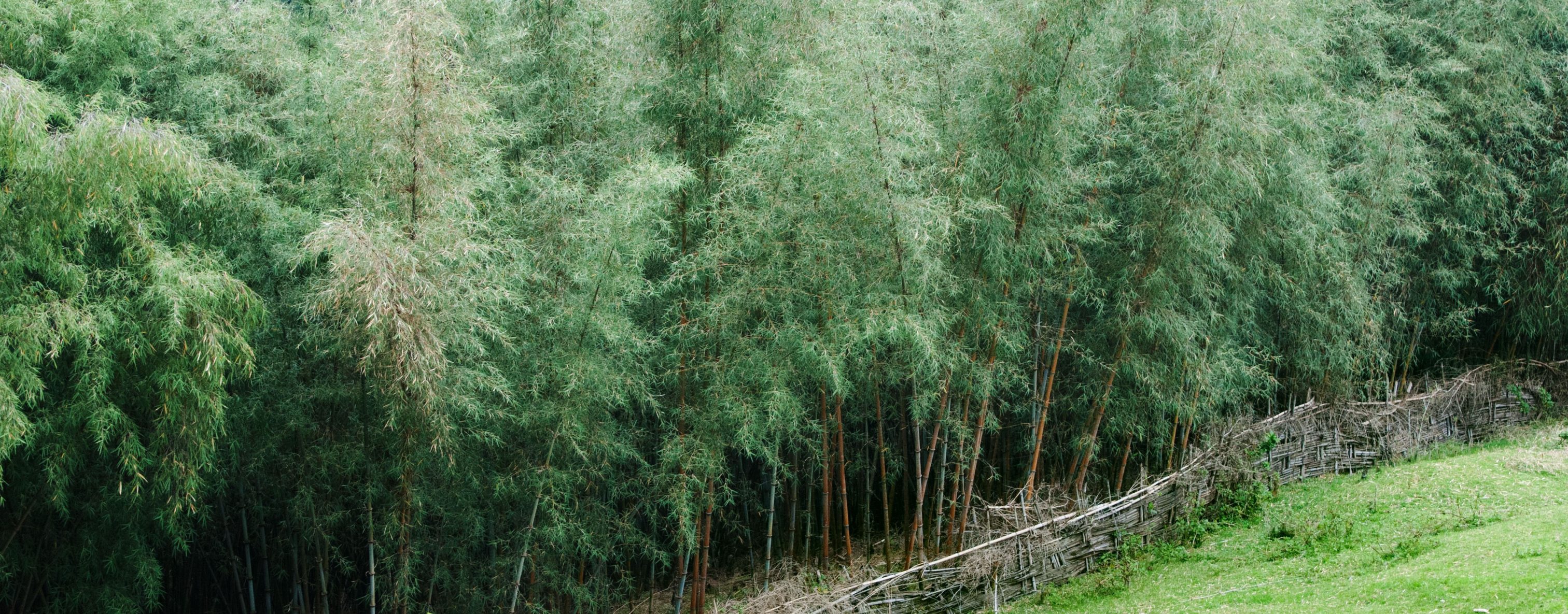 African Bamboo - IDH - the Sustainable Trade Initiative