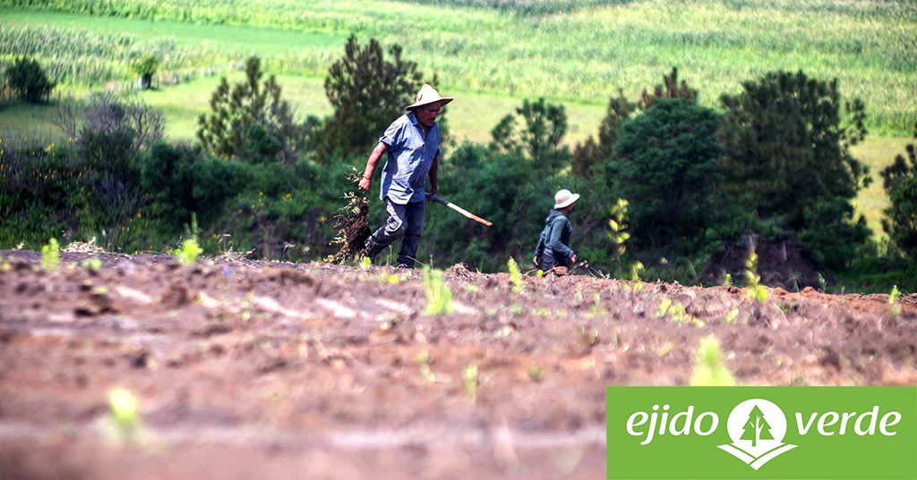 Ejido Verde - IDH - the Sustainable Trade Initiative