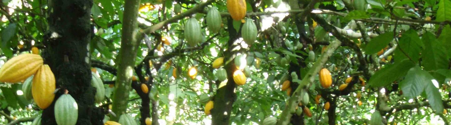 Farmfit Fund - IDH - the sustainable trade initiative