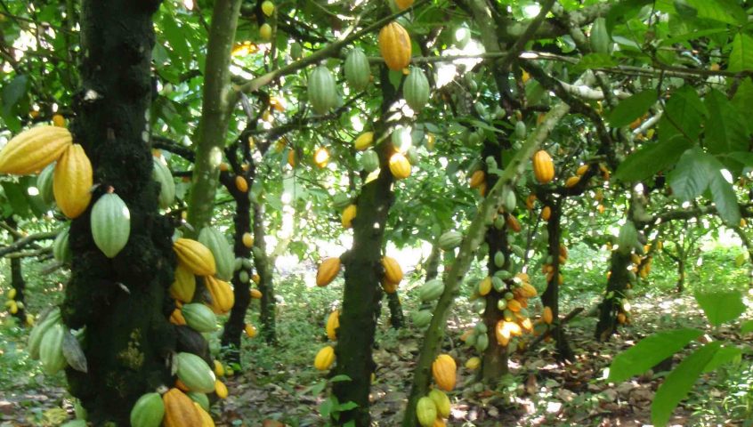 Farmfit Fund - IDH - the sustainable trade initiative