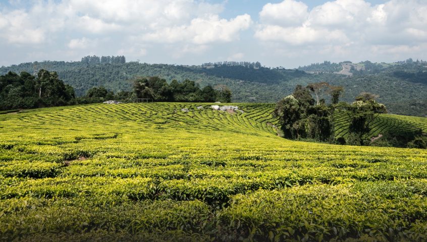 Strengthening the tea value chain in Rwanda - IDH - the sustainable ...