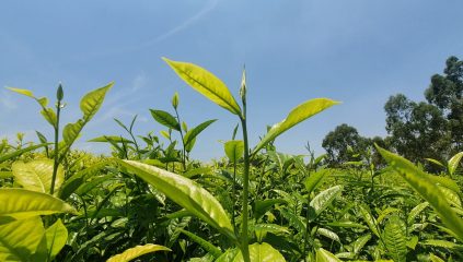 Mufindi Outgrowers Project - IDH - the sustainable trade initiative