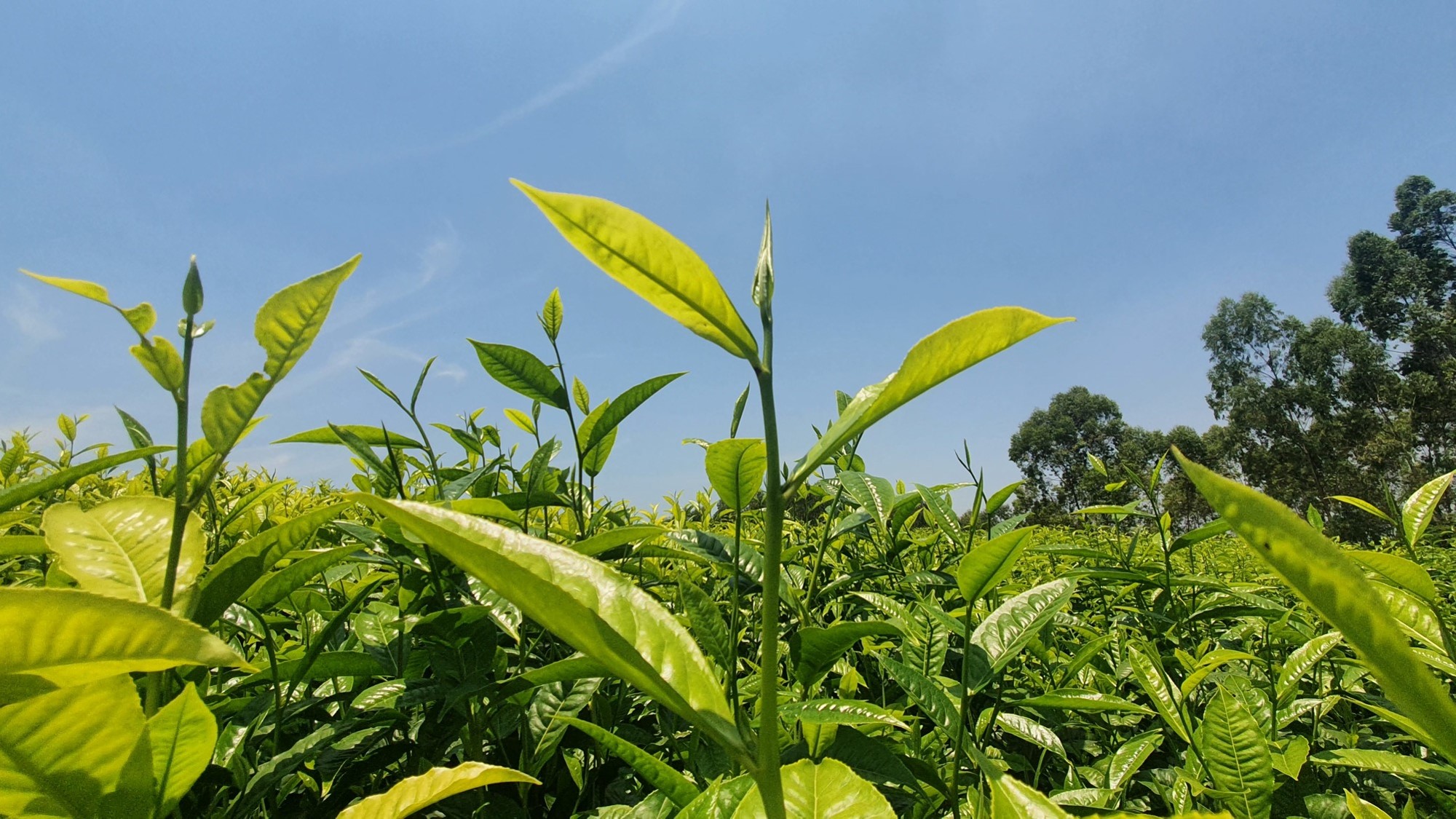 SDM Case Study: Ikanga Tea Factory, Tanzania - IDH - the Sustainable ...