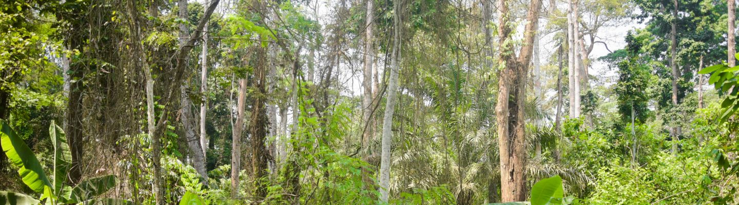 Cocoa & Forests Initiative - IDH - the sustainable trade initiative