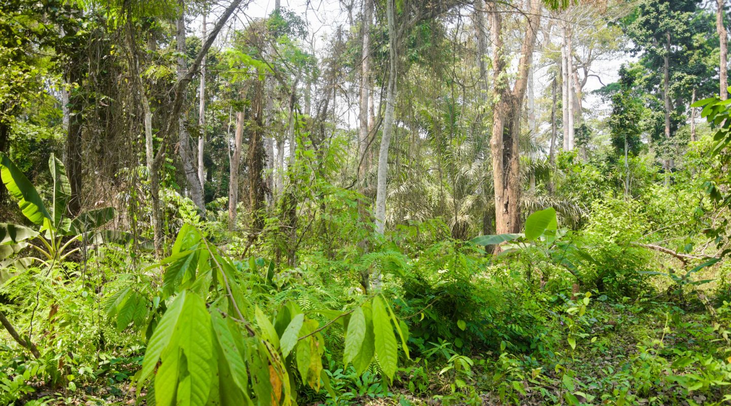 Cocoa & Forests Initiative - IDH - the sustainable trade initiative