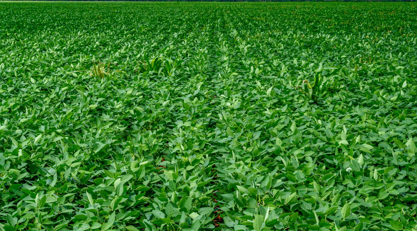 Mirova teams up with Aqre Group to develop agroforestry systems in ... Mirova teams up with Aqre Group to develop agroforestry systems in ...