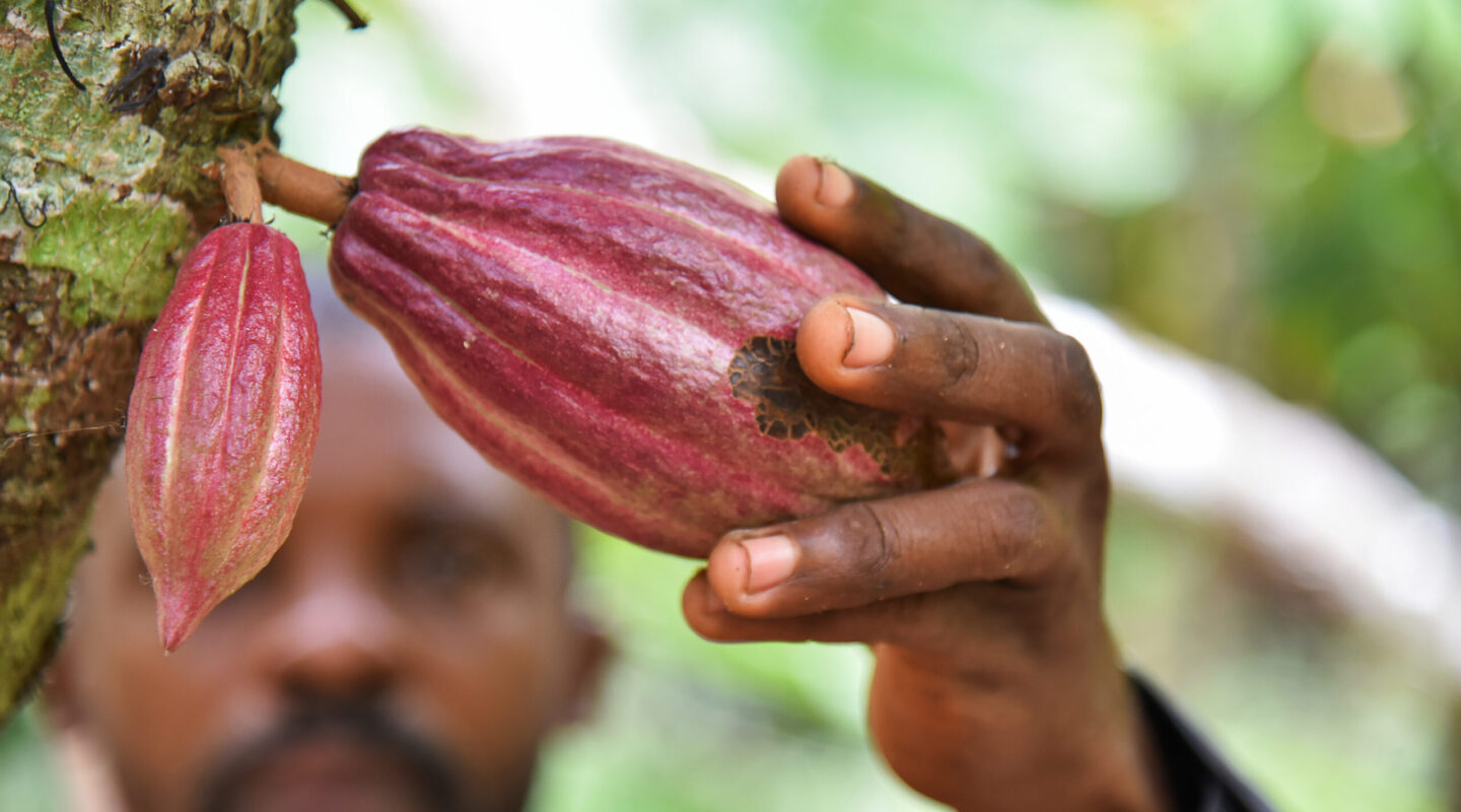 Cocoa Origins - IDH - the Sustainable Trade Initiative