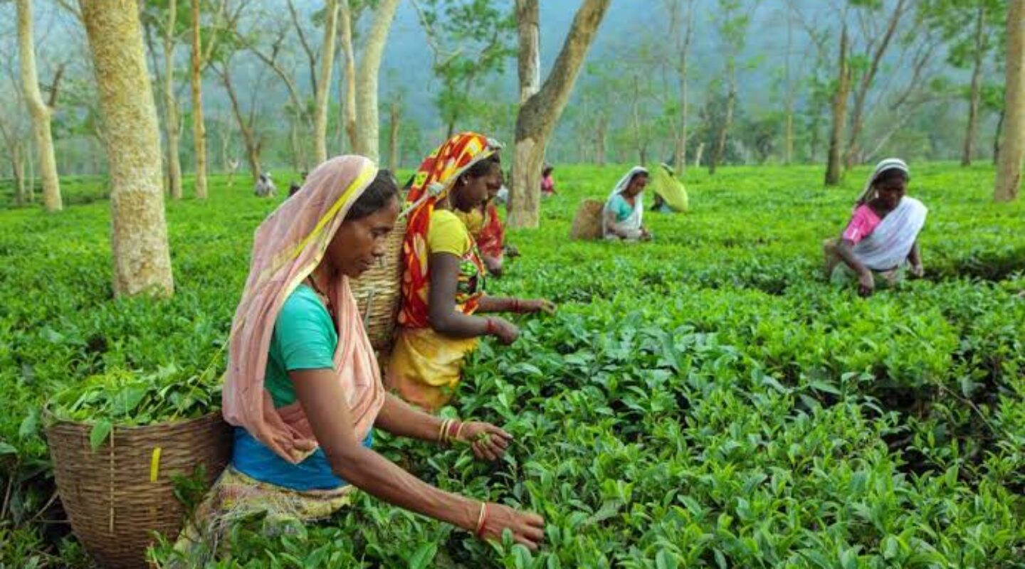 Training smallholder tea farmers - IDH - the Sustainable Trade Initiative