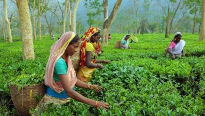 Strengthening the tea value chain in Rwanda - IDH - the Sustainable ...