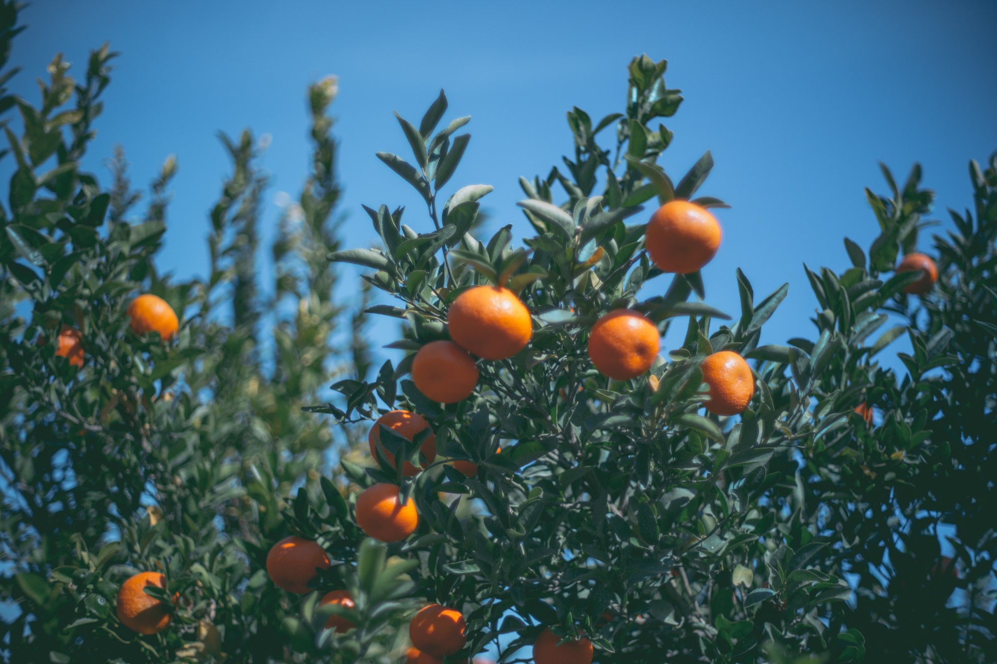 Atlas Fruits Company - IDH - the Sustainable Trade Initiative