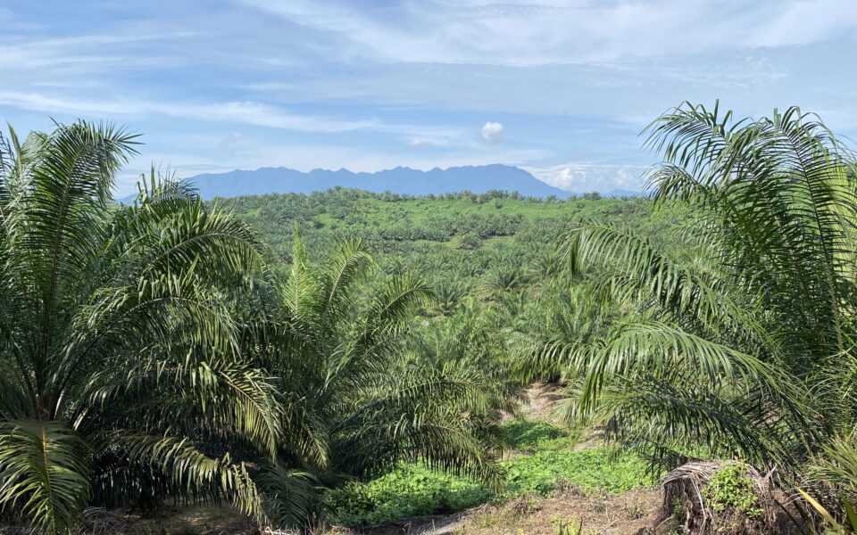 IndoAgri Sustainable Smallholder Program - IDH - the Sustainable Trade ...