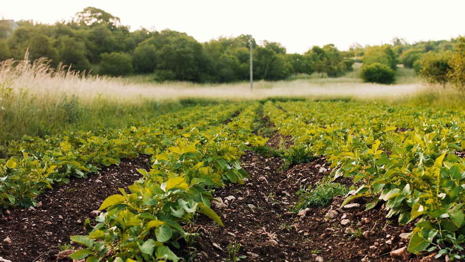 Regenerative Production Landscape Collaborative - IDH - the Sustainable ...