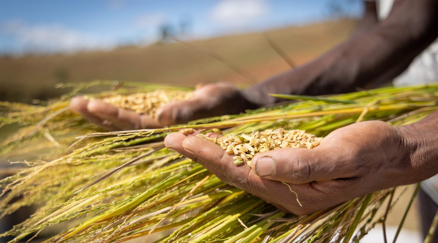 Ondo State and Edo State, Nigeria - IDH - the Sustainable Trade Initiative